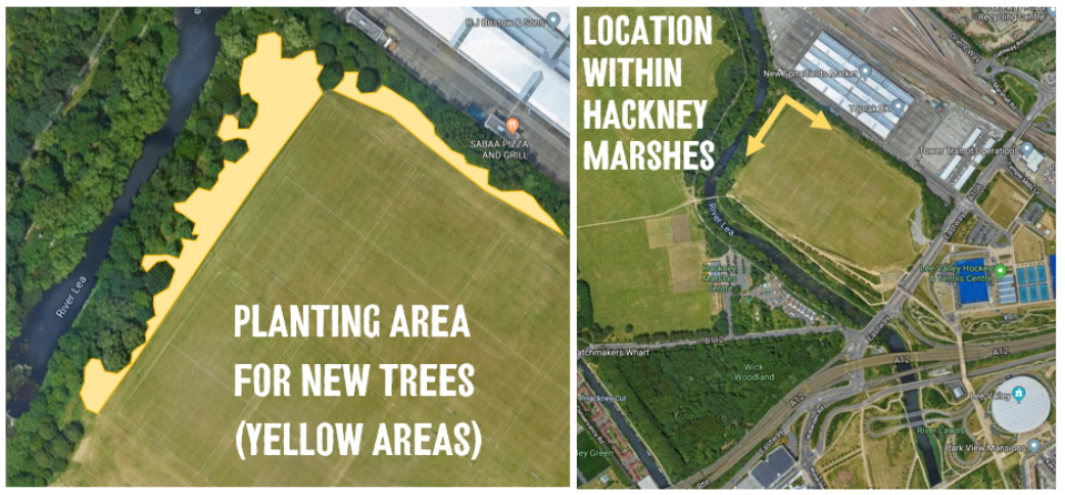 Tree planting in Hackney Marshes | Trees for Cities