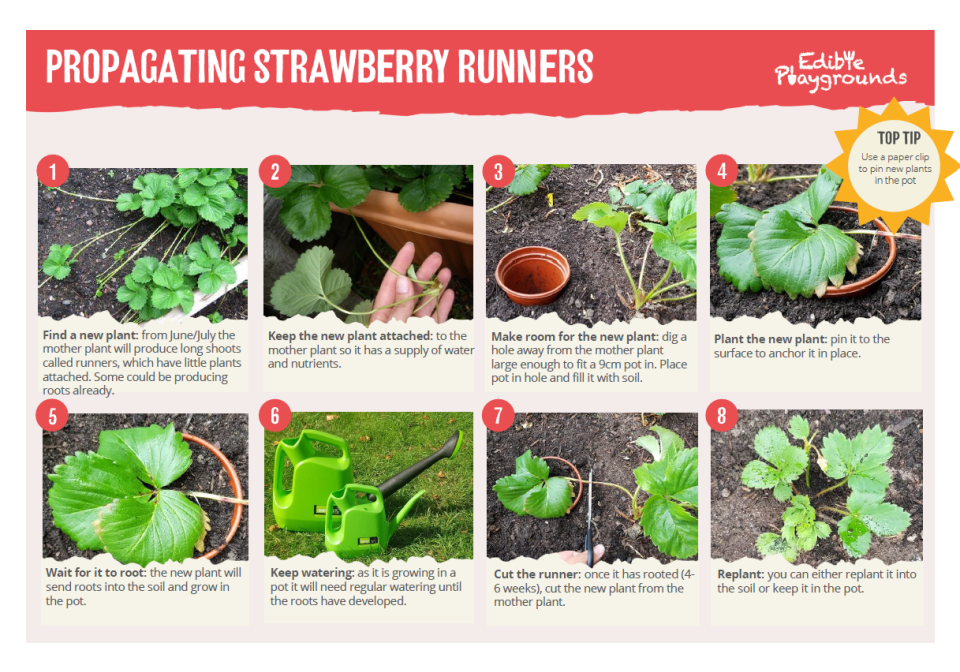 Propagating Strawberries | Trees for Cities