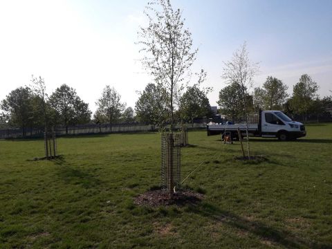 Why it’s so important to water young urban trees | Trees for Cities