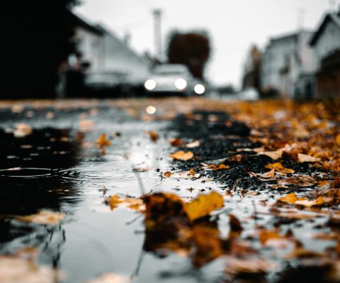 HOW TREES PROTECT AGAINST FLOODING | Trees for Cities