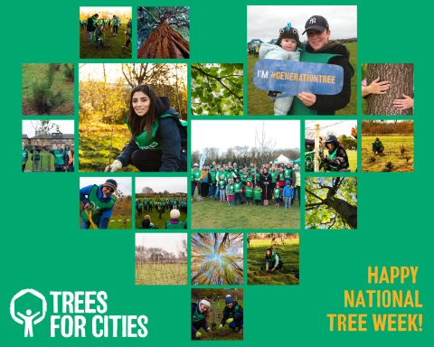 National Tree Week 2020 | Trees for Cities