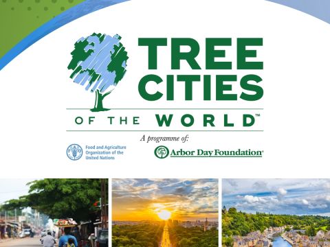 Trees bring real benefits to our cities, health and wellbeing. | Trees ...