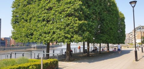 How urban trees help combat the urban heat island effect | Trees for Cities