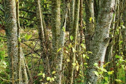 Intreeducing: the Alder – a super hero tree pioneer! | Trees for Cities