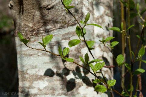 Intreeducing: the Alder – a super hero tree pioneer! | Trees for Cities