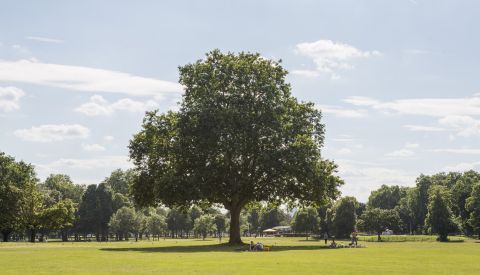 The Power of Urban Trees in Cooling Cities | Trees for Cities