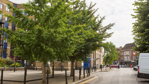 5 top urban street trees we plant | Trees for Cities