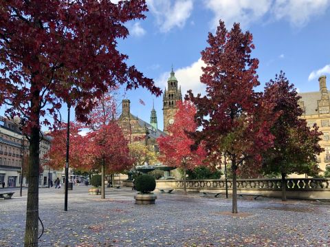 5 top urban street trees we plant | Trees for Cities