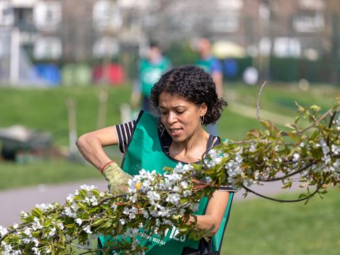 About us | Trees for Cities